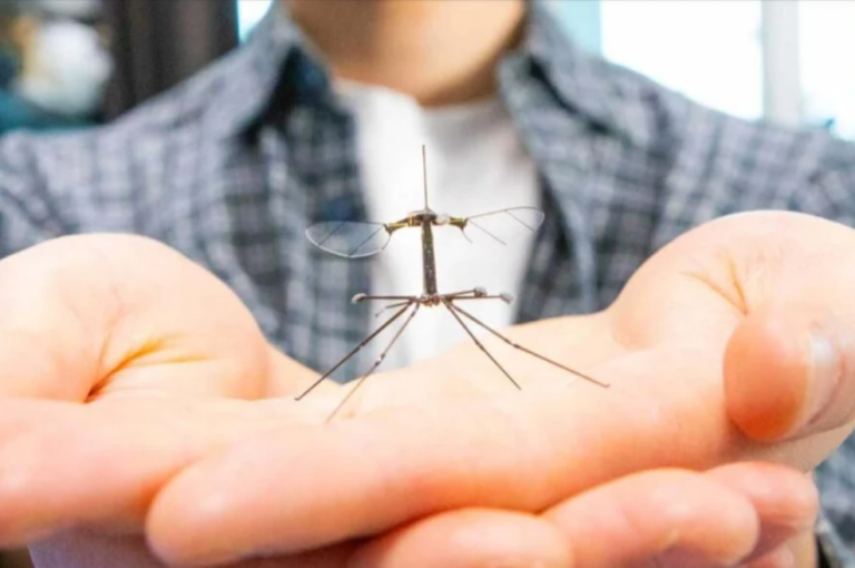 This Tiny Robot Is Part Bee, Part Crane Fly—and It Finally Has Solid ...